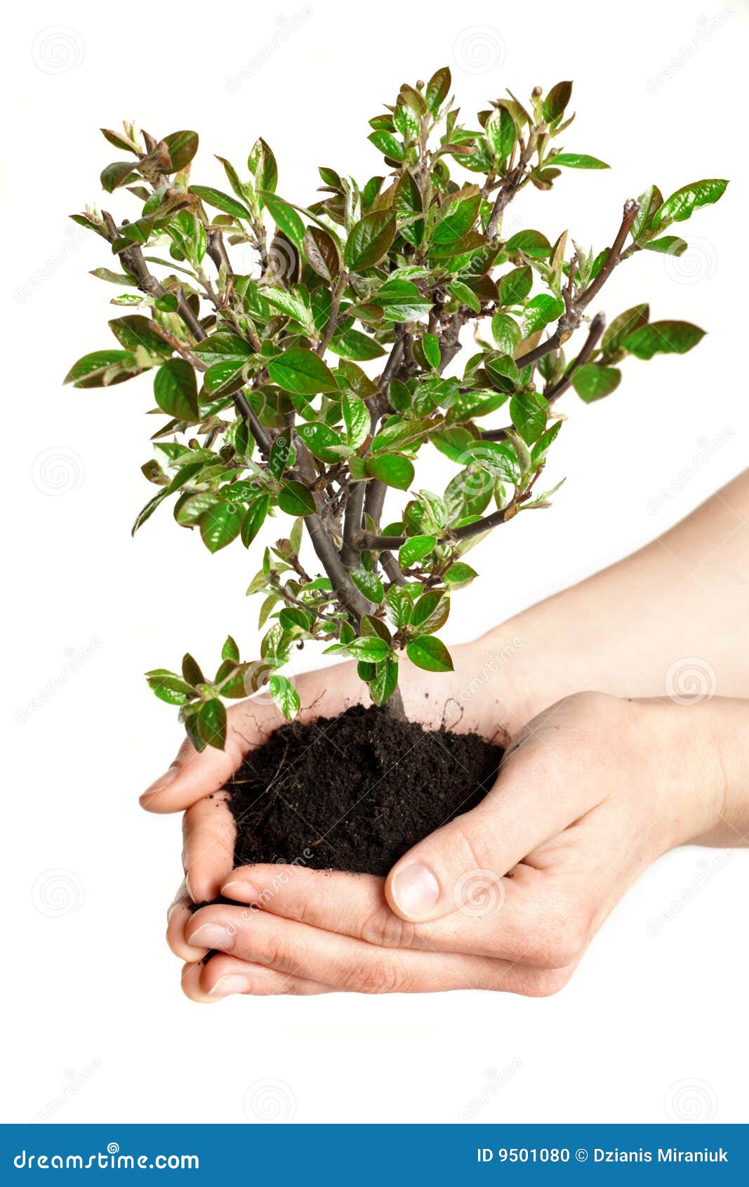 Young tree in hands stock photo. Image of idea, expand - 9501080