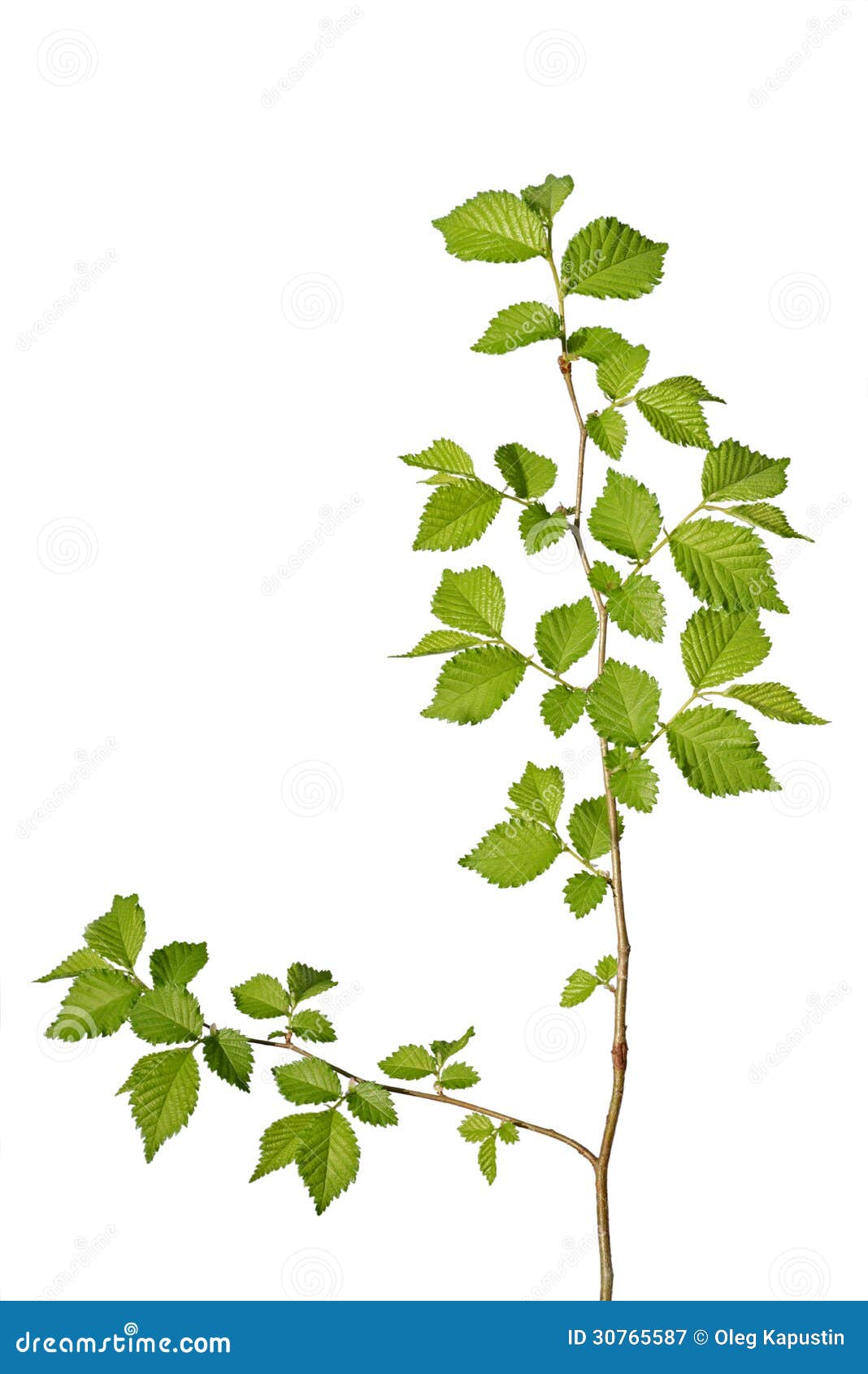 Young tree hazel stock image. Image of leaf, isolated - 30765587