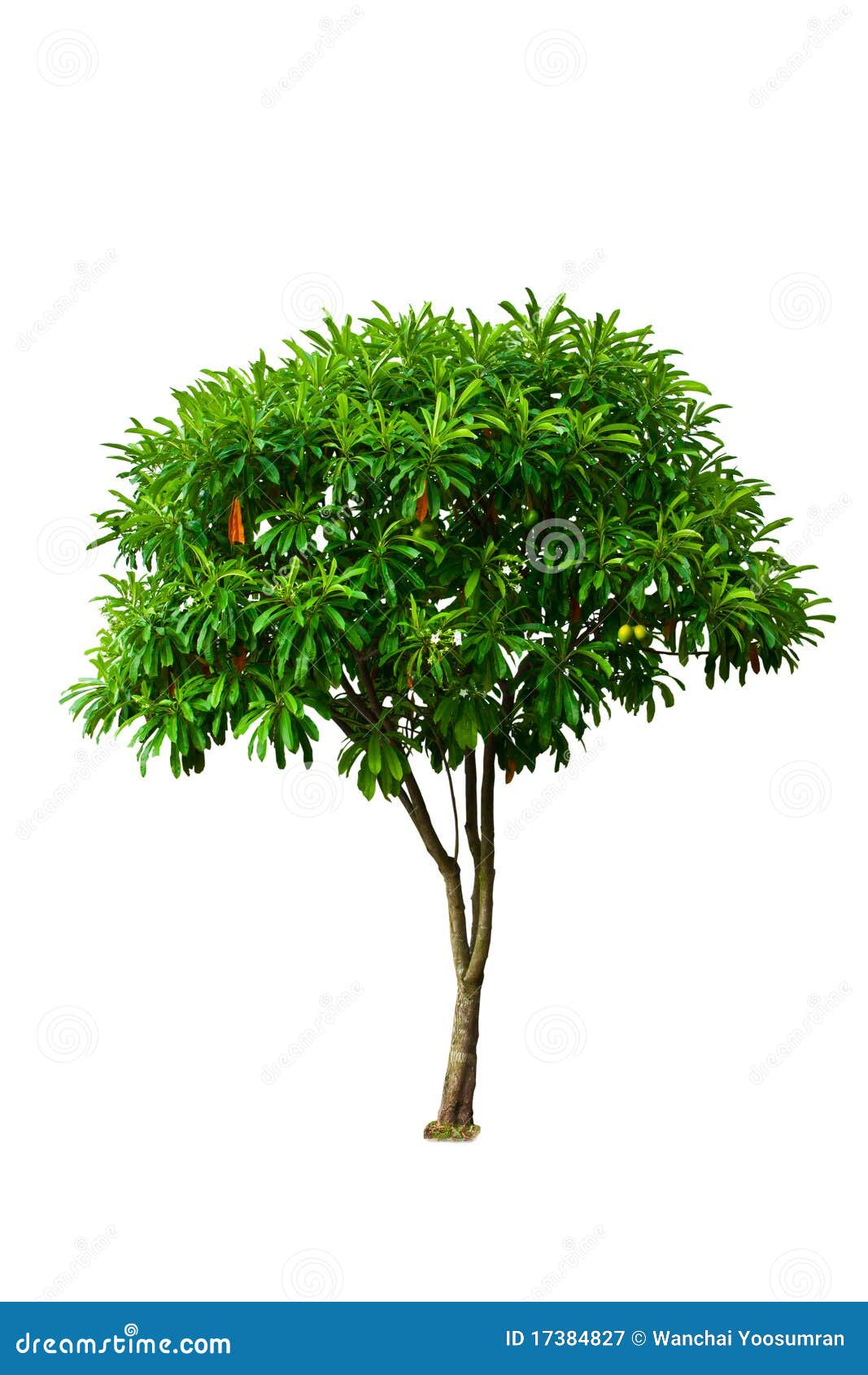 Young tree isolate stock image. Image of isolate, large - 17384827