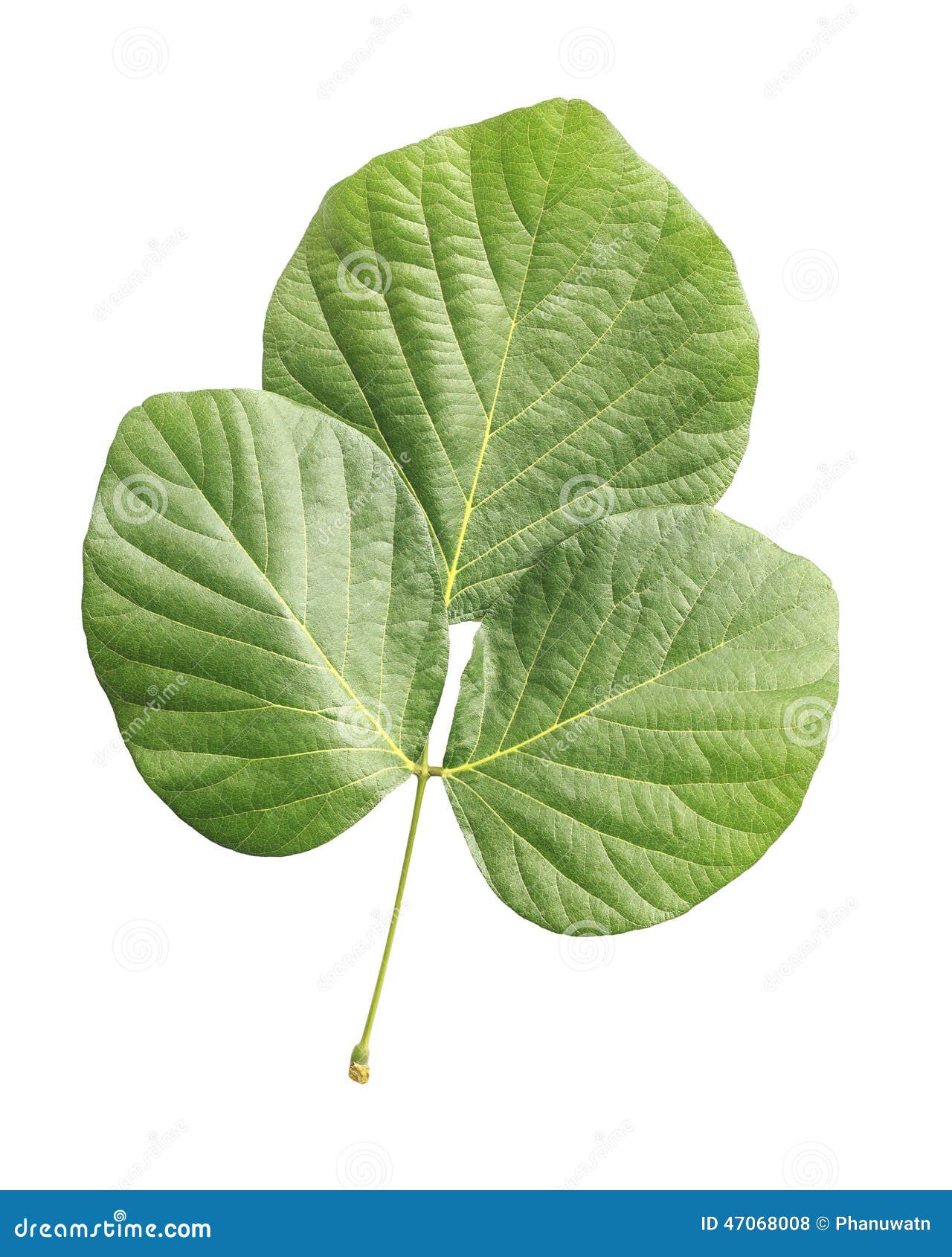Young Tree Leaf Isolated on White on White Background Stock Photo ...