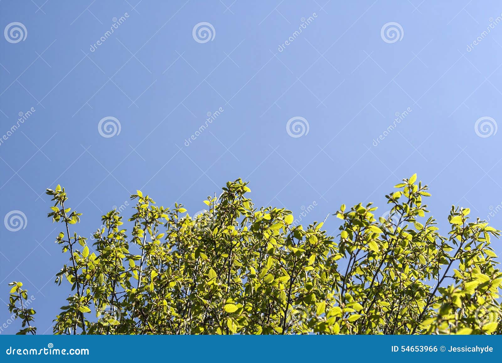 Young Tree Leaves Blooming in Springtime Stock Photo - Image of ecology ...