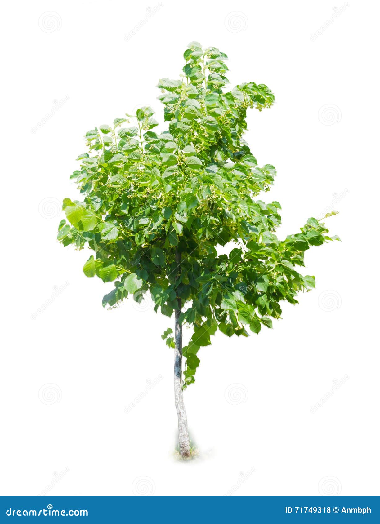 Young Tree of Linden with Flowers on a Light Background Stock Photo ...