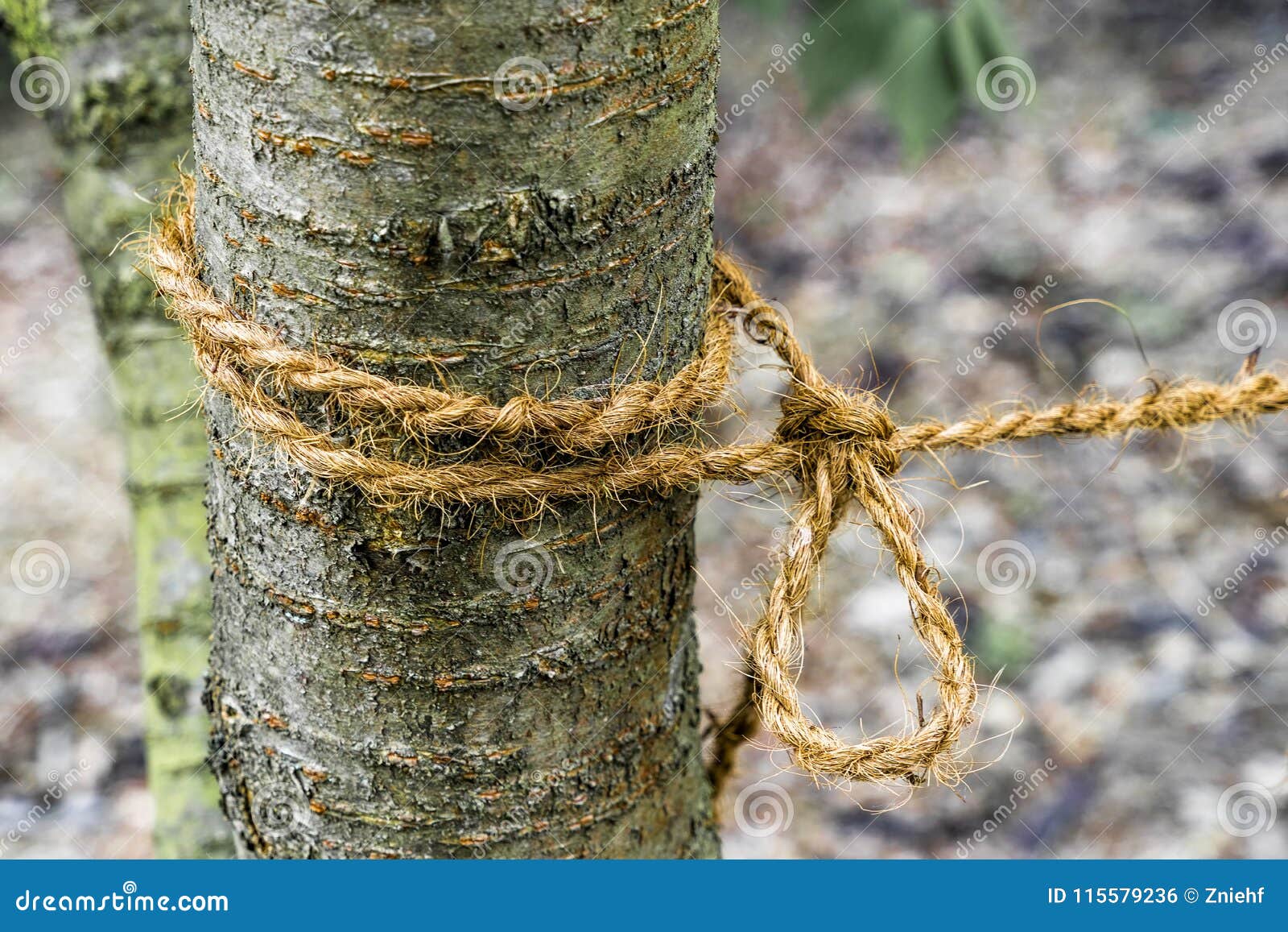 Young Tree with a Loop Tied Tightly To it Stock Photo - Image of nature ...