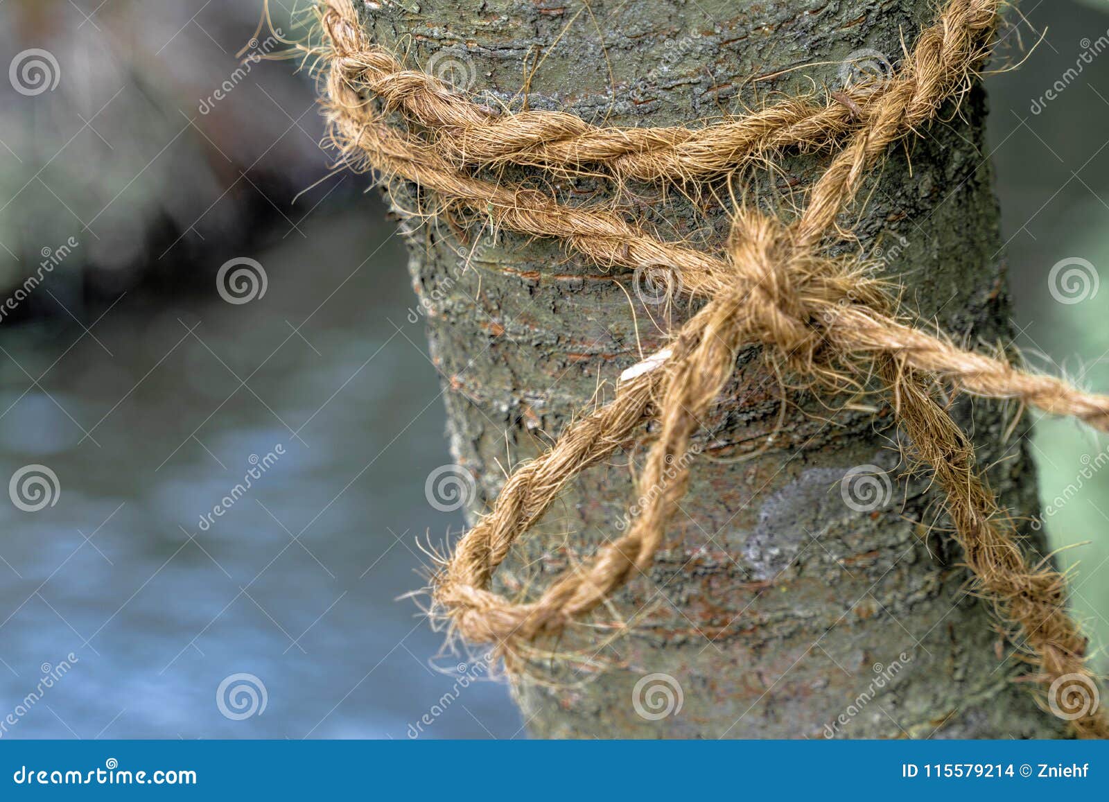 Young Tree with a Loop Tied Tightly To it Stock Photo - Image of green ...