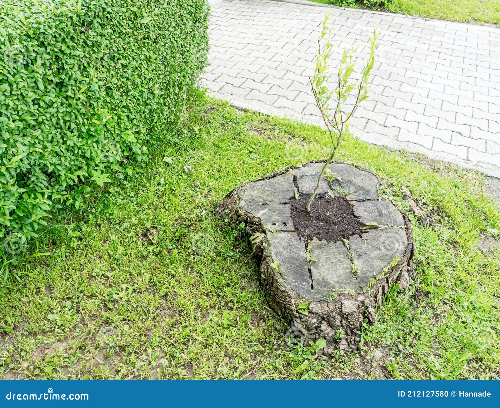 Young tree from old stump stock photo. Image of tree - 212127580