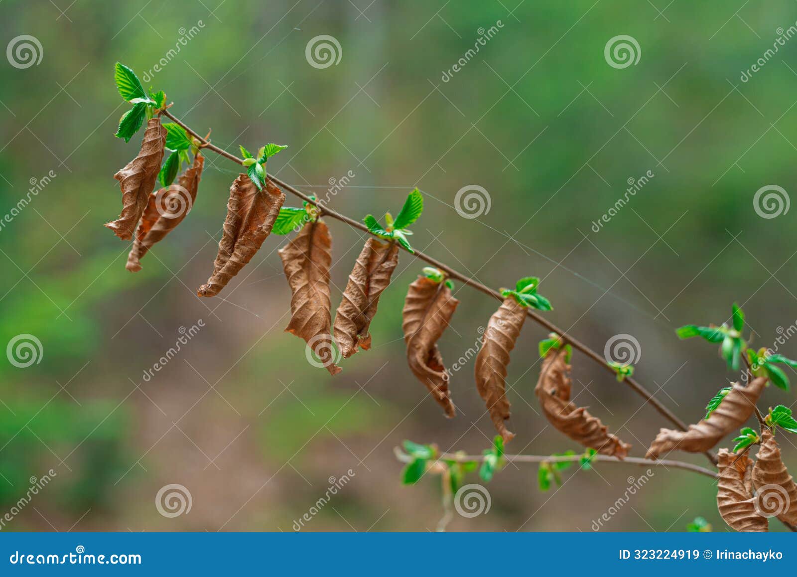 Young Tree Plant Emerging from Old Tree Stump Stock Image - Image of ...