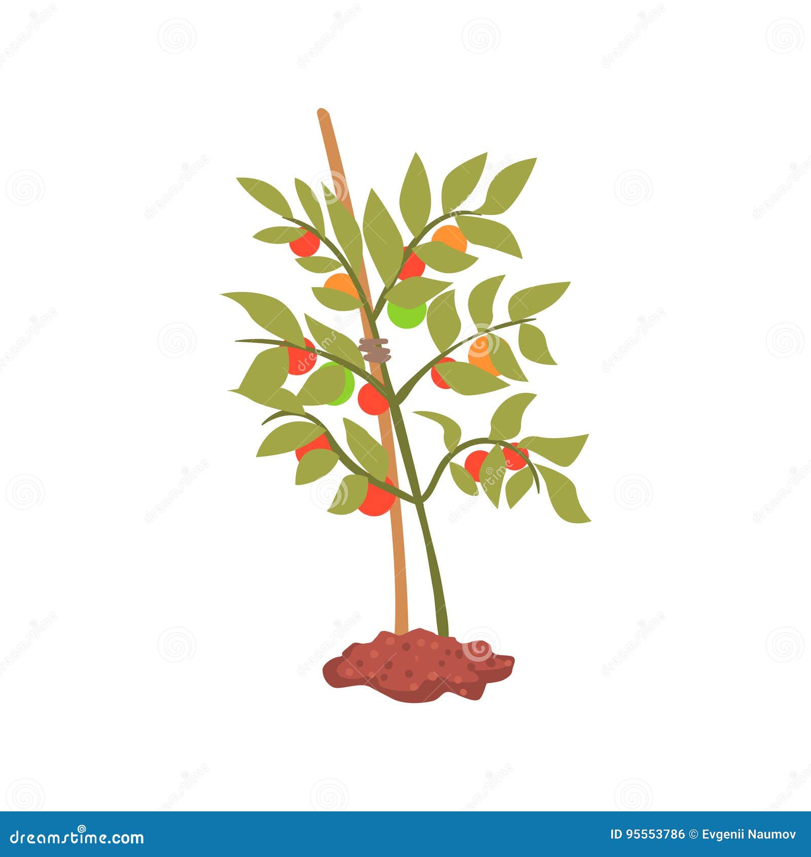 Young Tree Vector Illustration Isolated On White Background ...