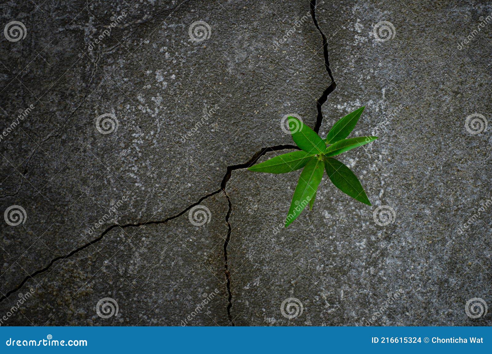 Young Tree Plant Growing through the Cracked Concrete Floor Stock Photo ...
