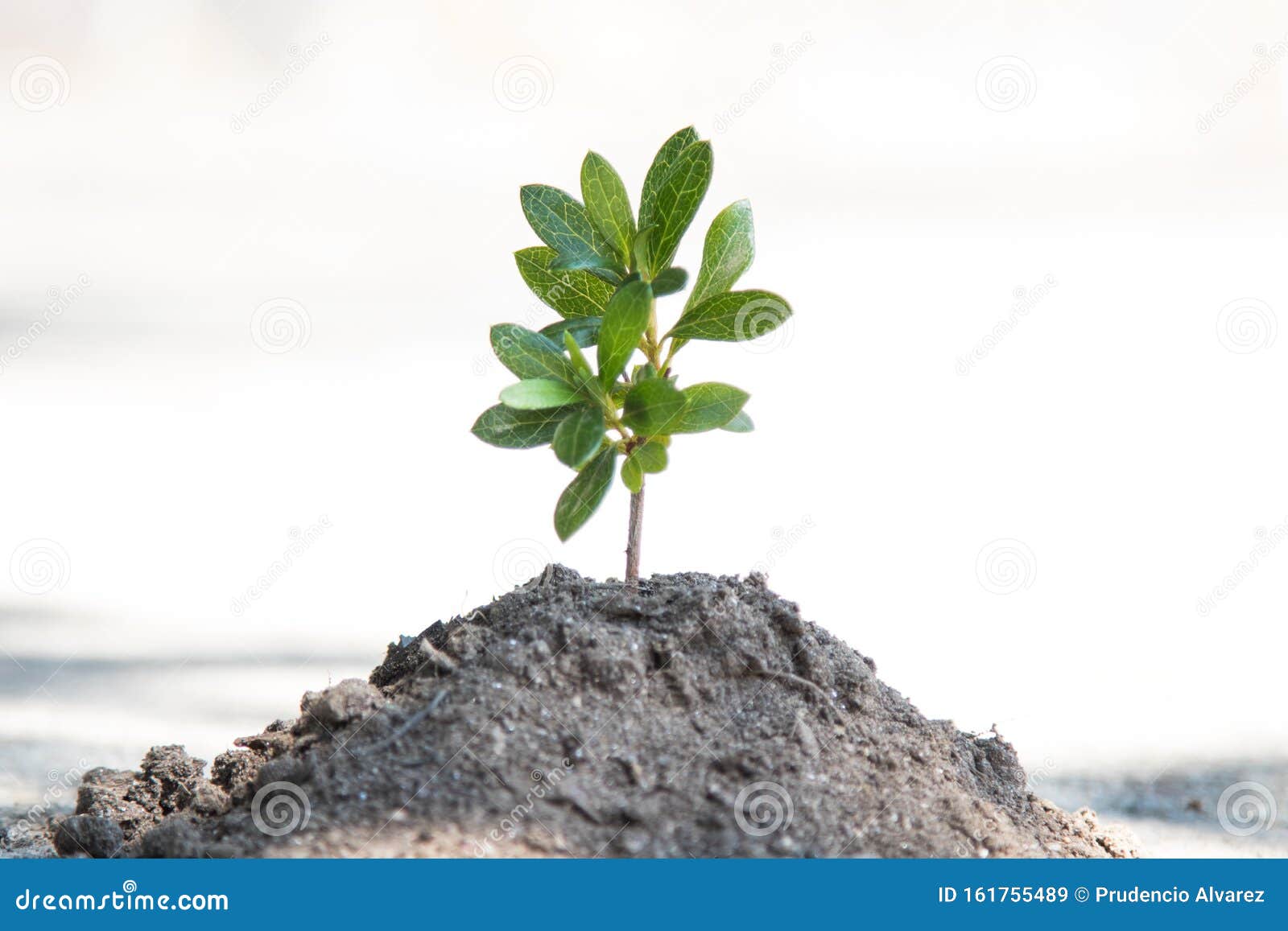 Young Tree or Plant Growing Stock Image - Image of clean, season: 161755489