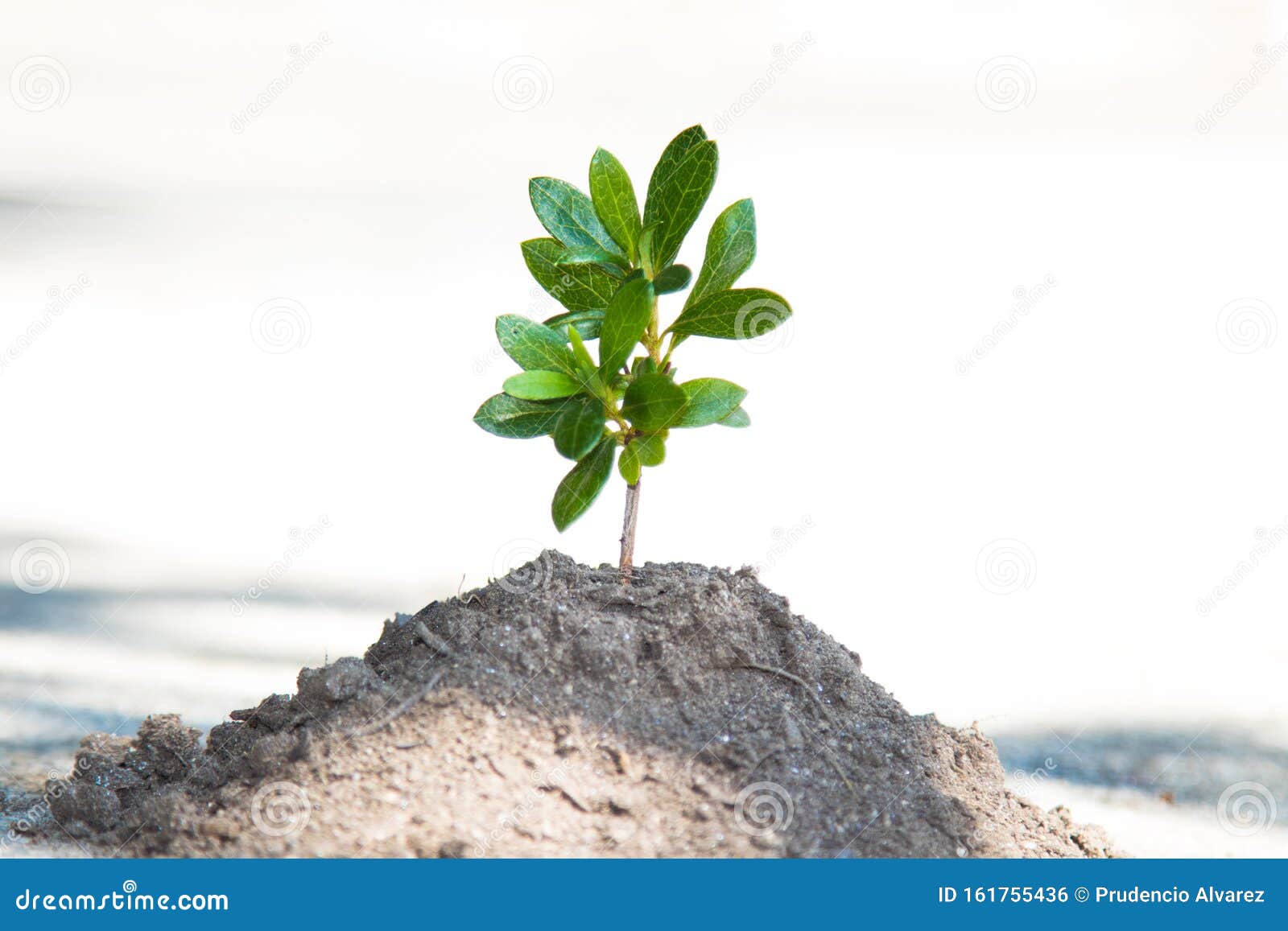 Young Tree or Plant Growing Stock Photo - Image of development, silver ...