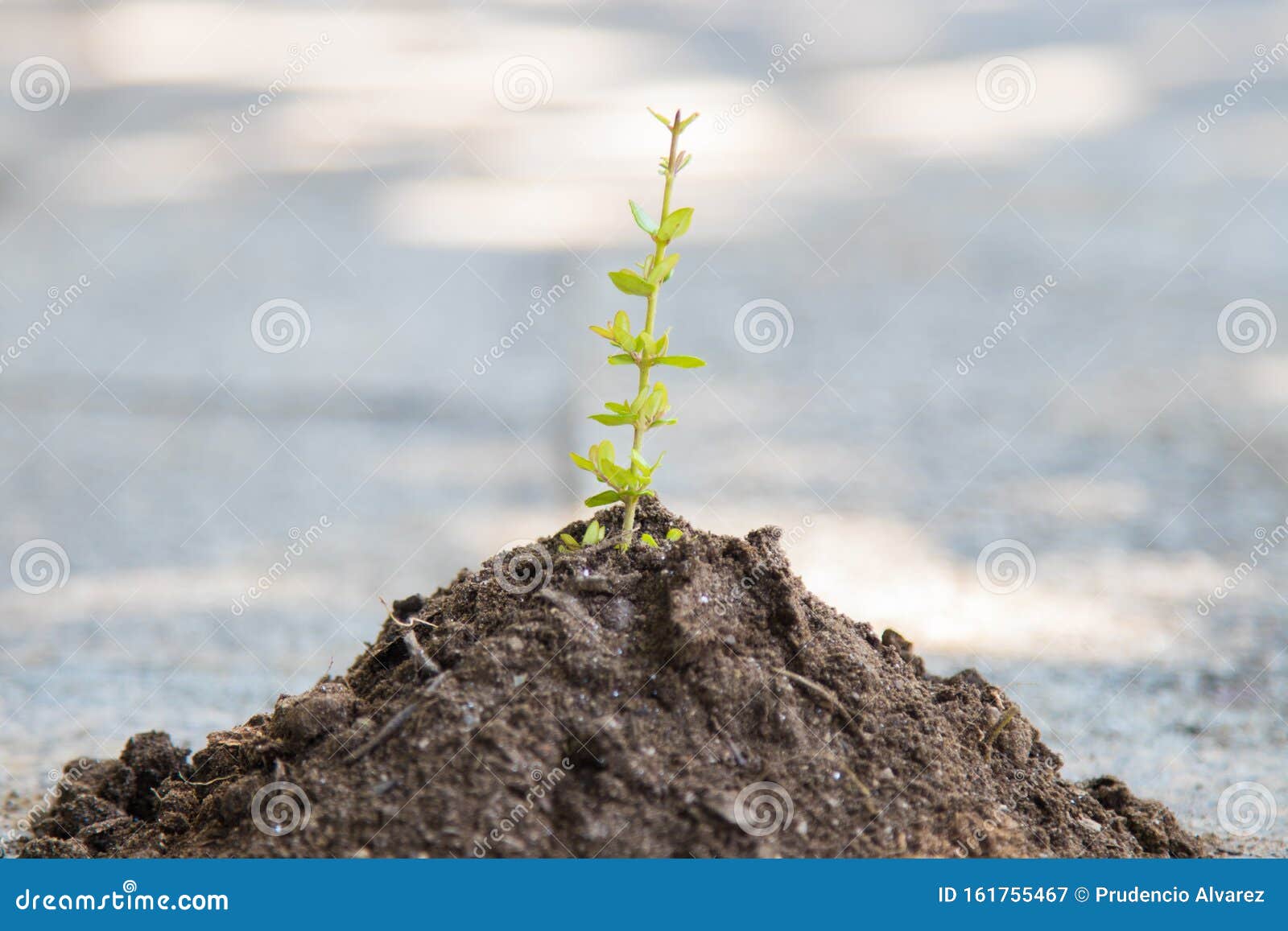 Young Tree or Plant Growing Stock Image - Image of forests, preserve ...