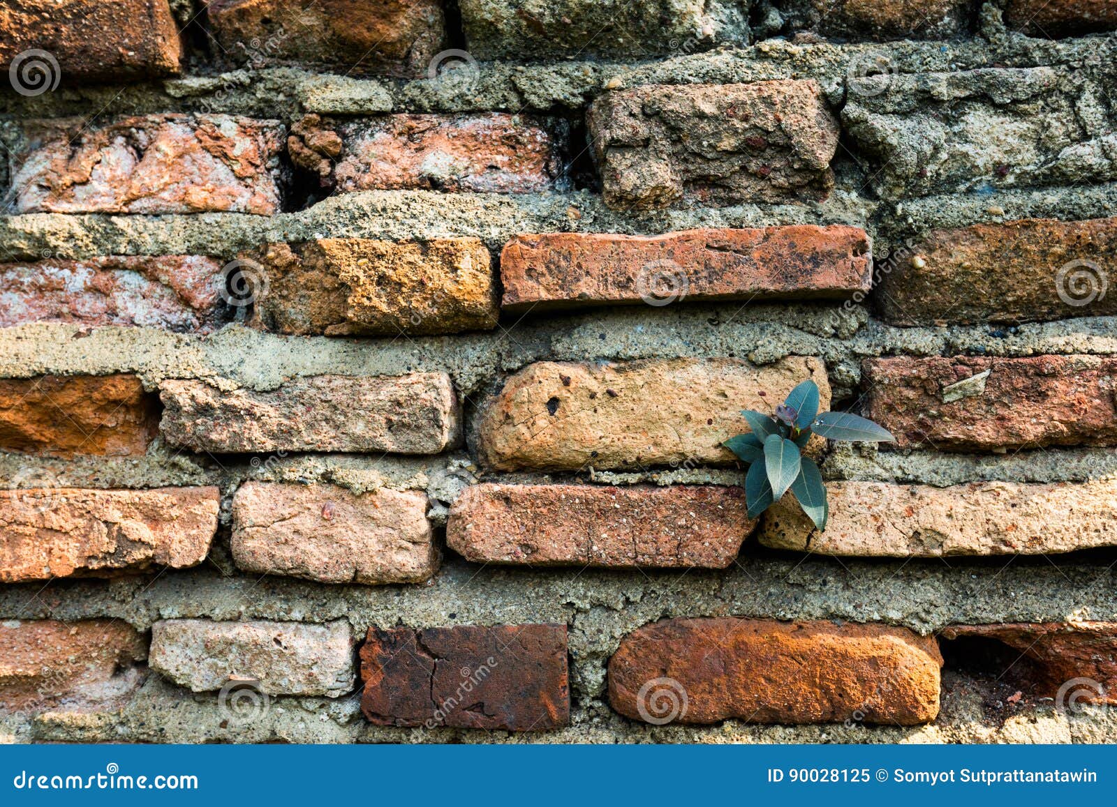Young Tree Plant Old Bricks Wall Texture Stock Photos - Free & Royalty ...