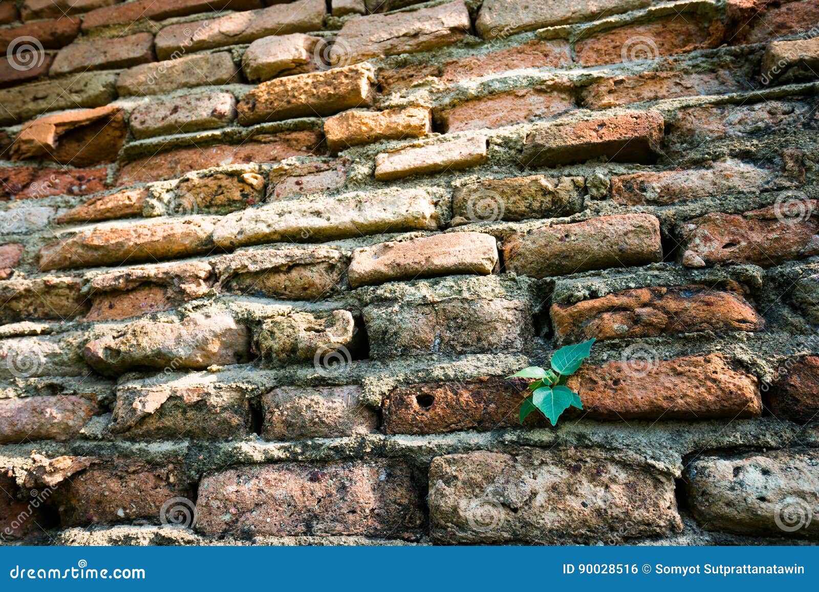 Young Tree Plant at Old Bricks Wall Texture Stock Photo - Image of ...