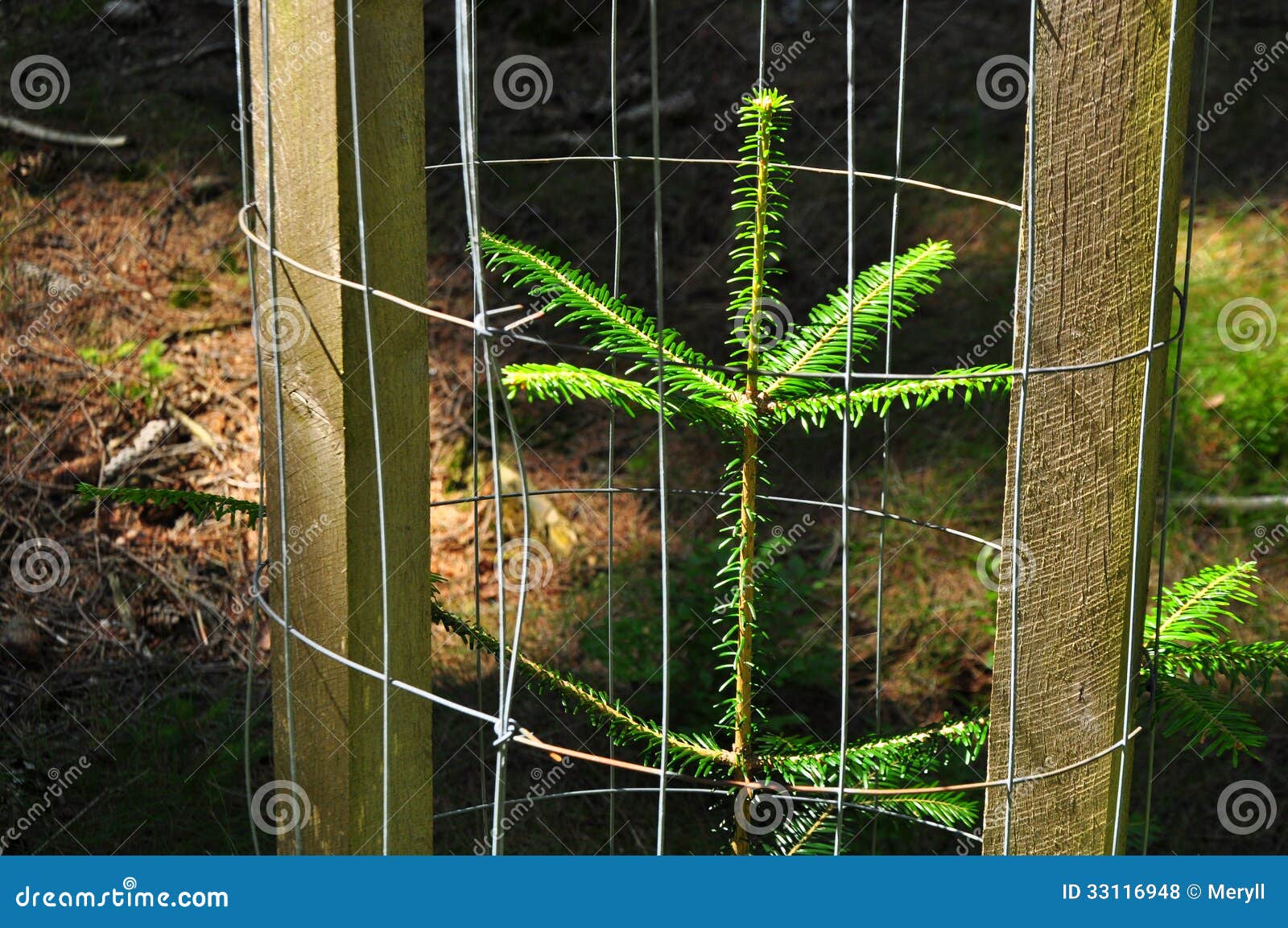 Young Tree Plant Protection Stock Photo - Image of young, tree: 33116948