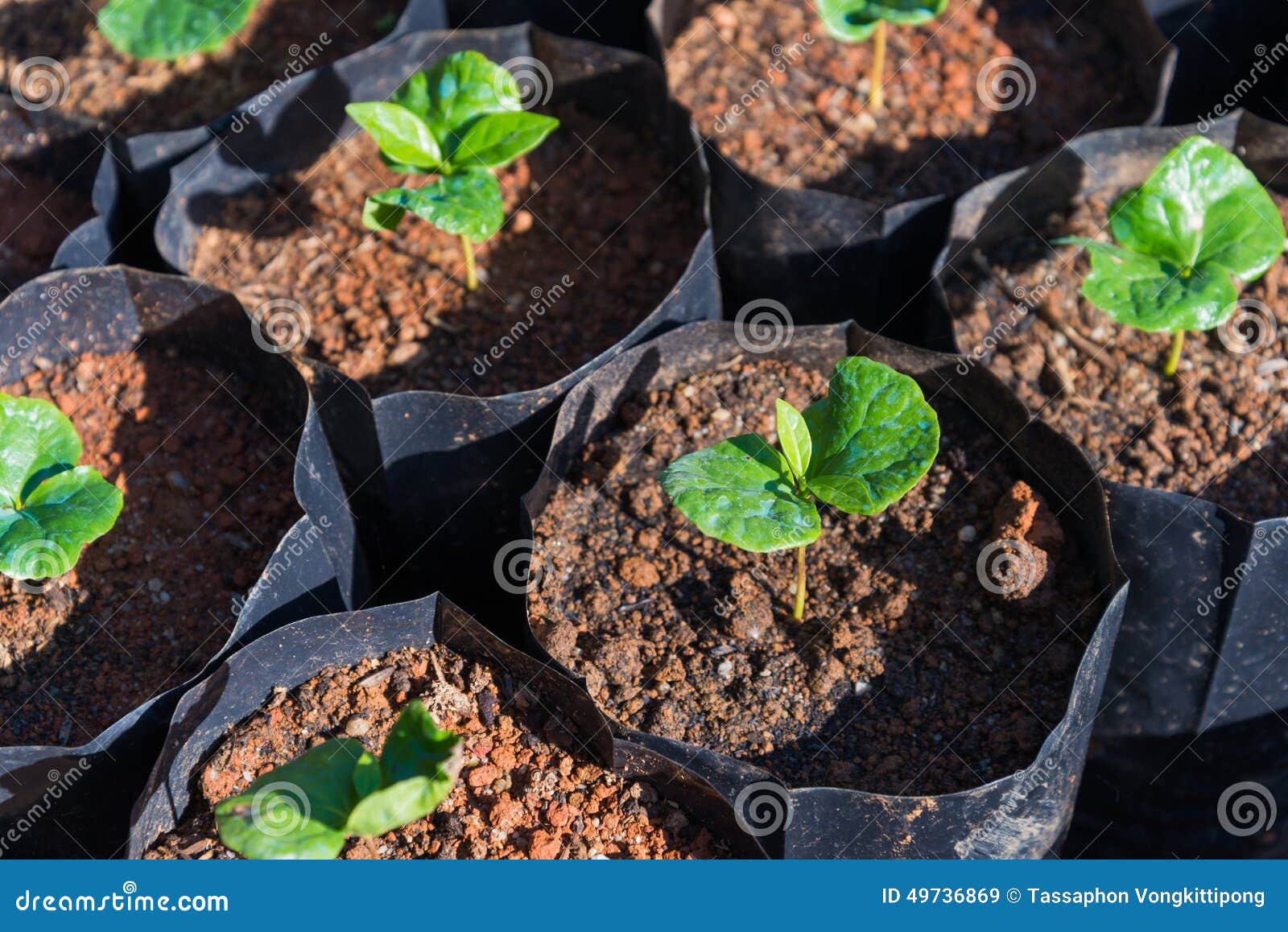Young Tree Plantation Nursery Stock Image - Image of growth, stem: 49736869