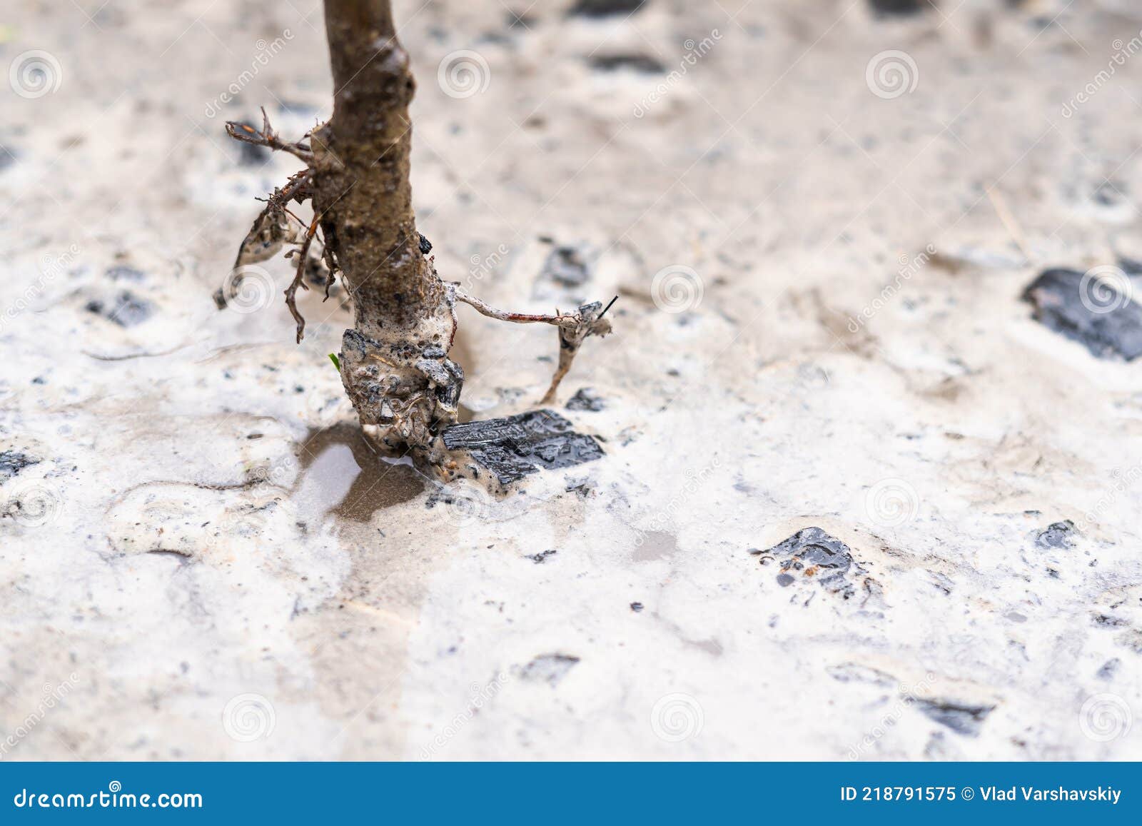 Young Tree Planted in Spring and Spilled by Water Close-up Stock Image ...