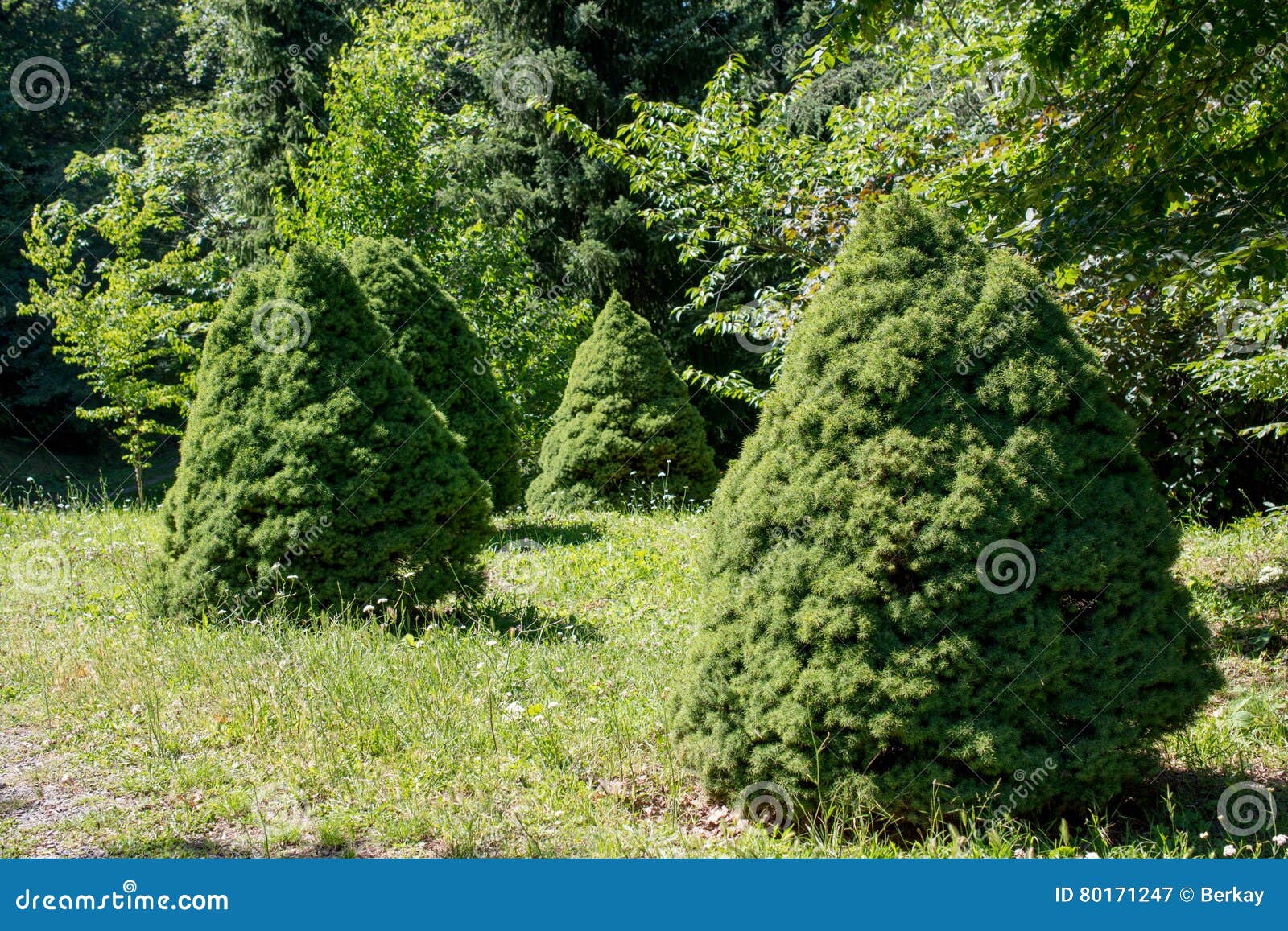 Young Tree Plants in the Nature Background Stock Image - Image of ...