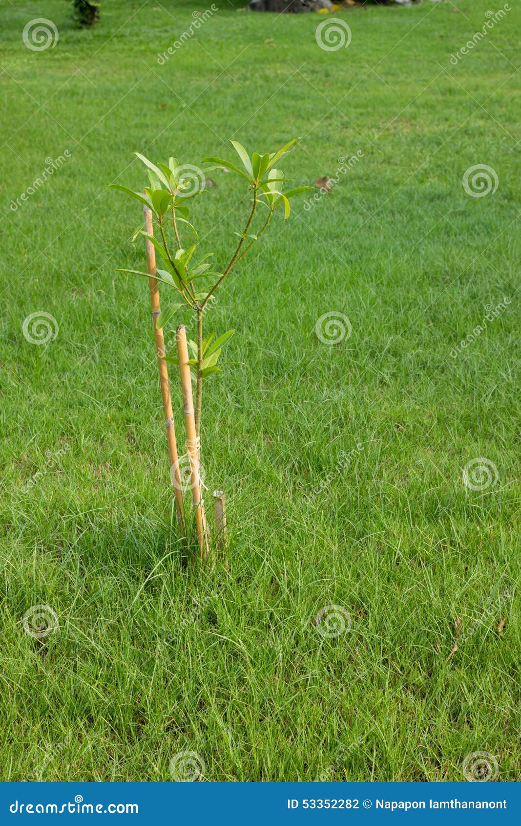 Young Tree with the Poles stock photo. Image of lonely - 53352282