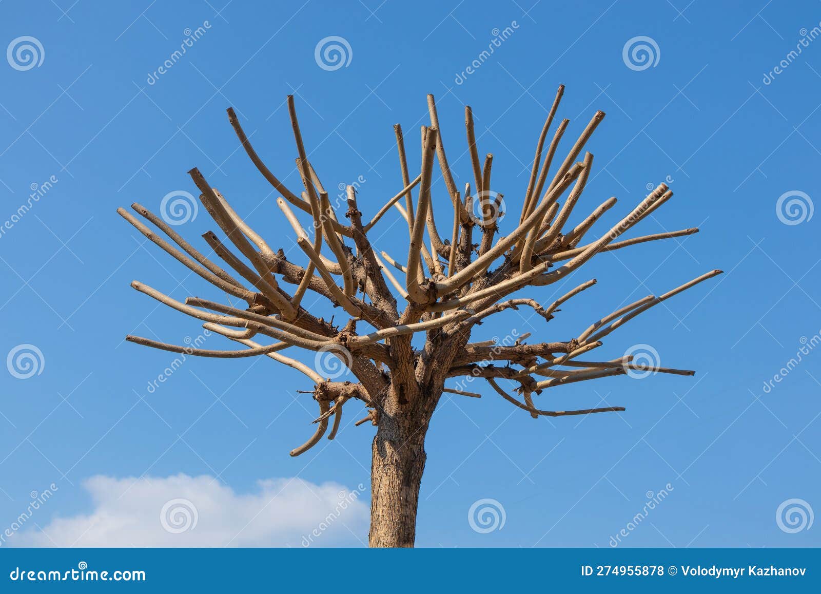 Young Tree with Pruned Shaped Branches without Leaves, Pruning Garden ...