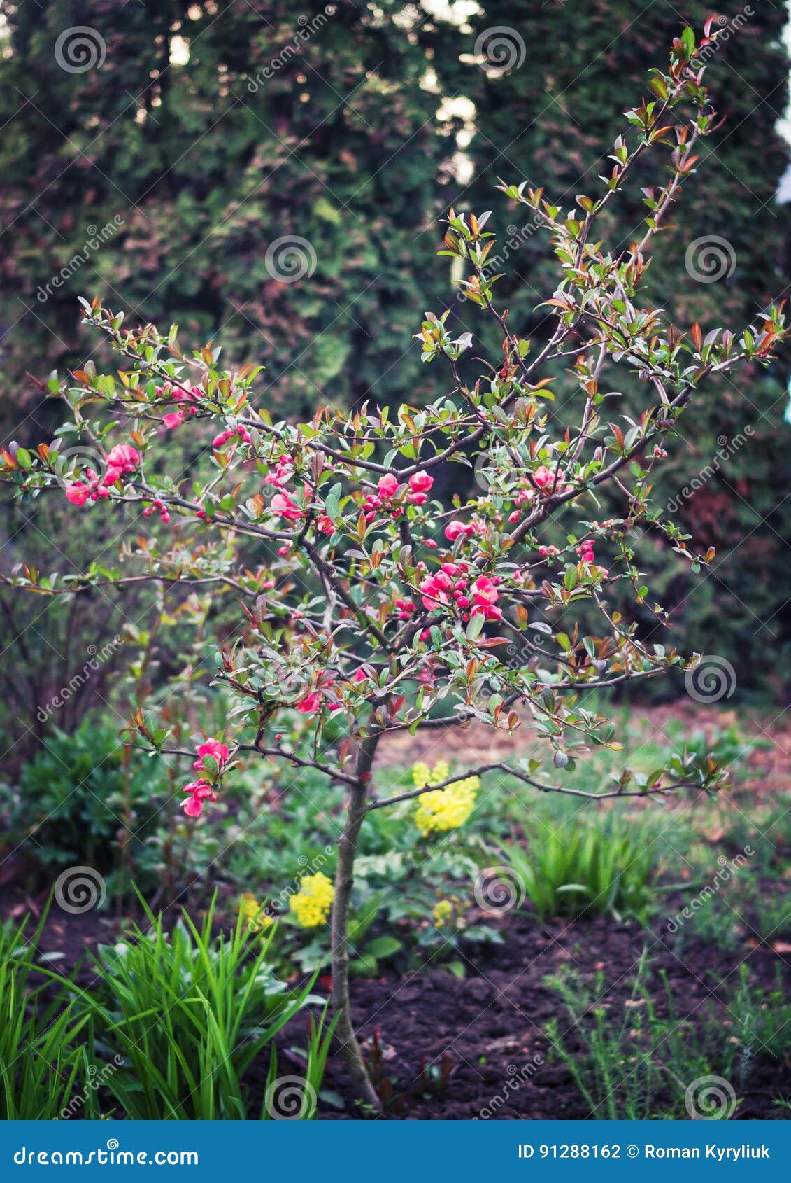 Young Tree with Red Flowers Stock Photo - Image of blooming, gentle ...