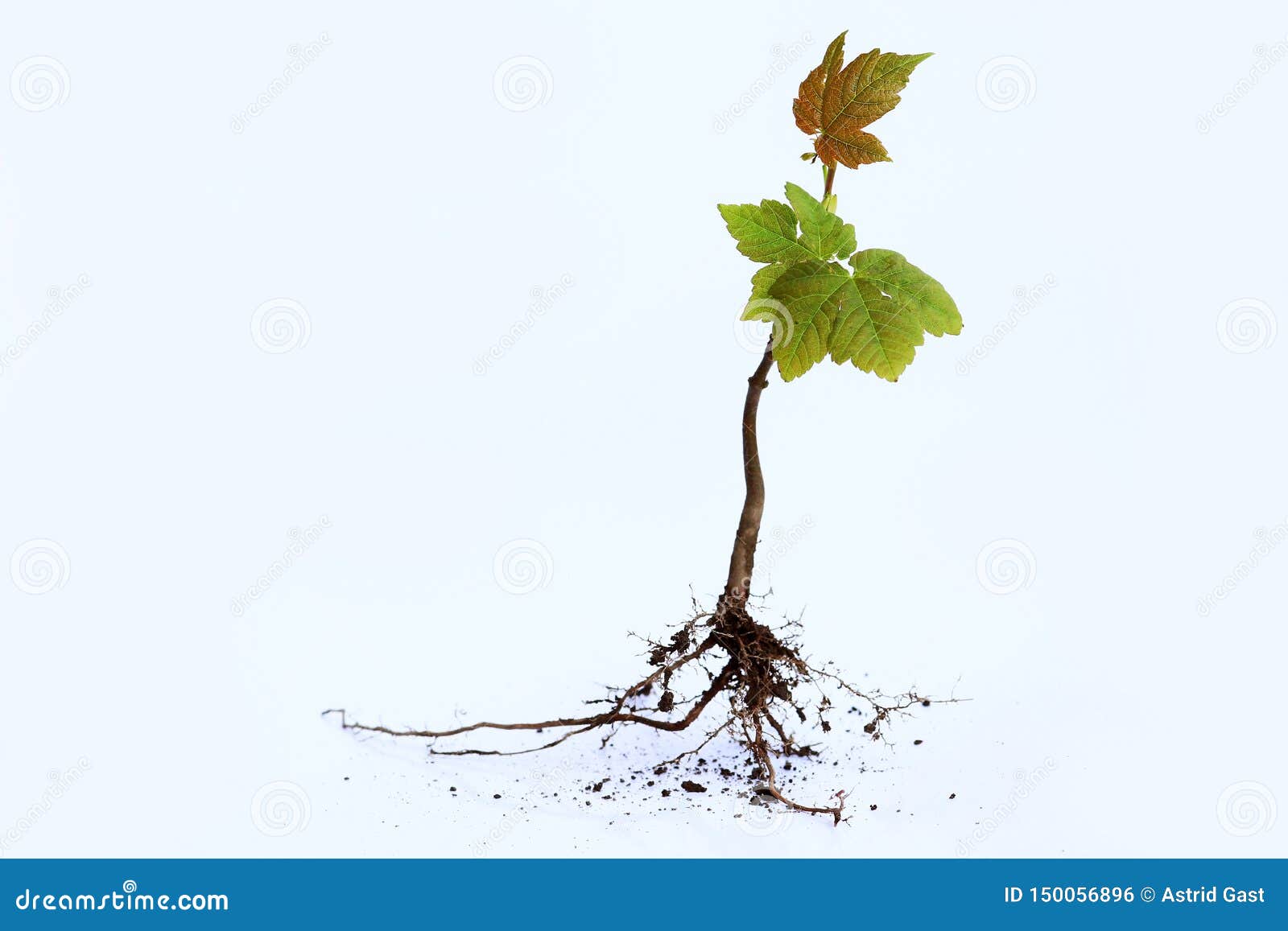 A Young Tree with Roots on a White Background Stock Photo - Image of ...