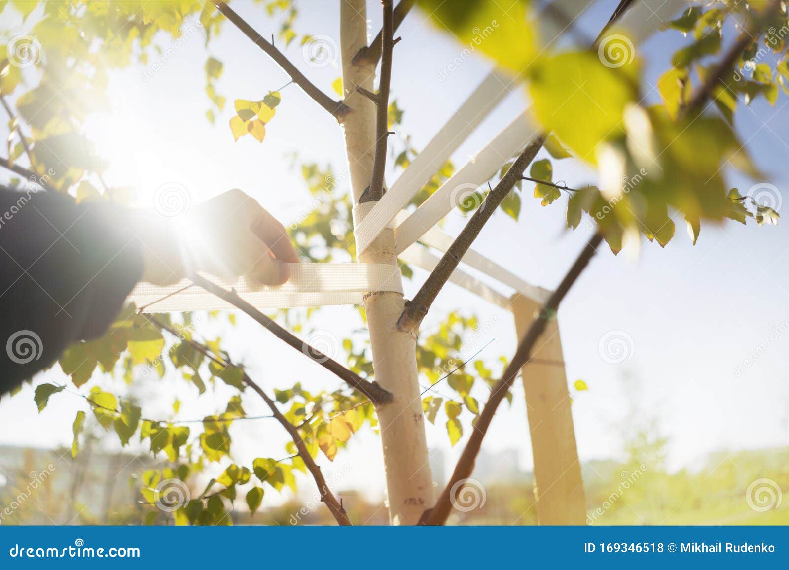 A Young Tree Sapling Propped and Supported by the Wooden Slats and Tied ...