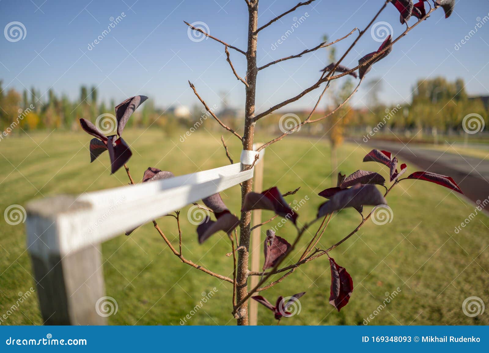 A Young Tree Sapling Propped and Supported by the Wooden Slats and Tied ...