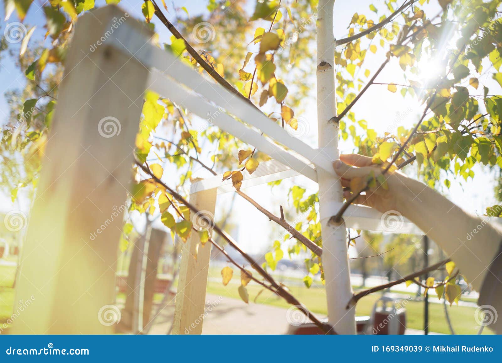 A Young Tree Sapling Propped and Supported by the Wooden Slats and Tied ...