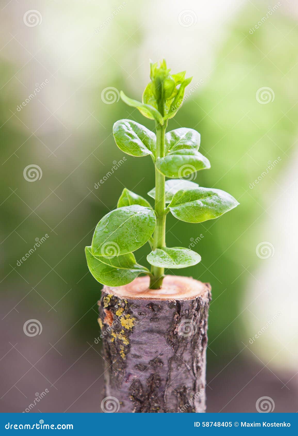 Young Plant Reborn Stub Stock Photos - Free & Royalty-Free Stock Photos ...