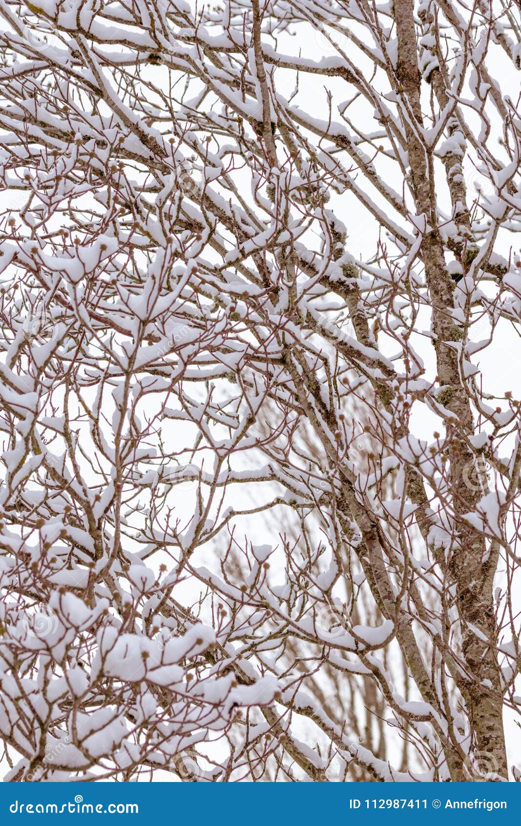 Tree Branches and Twigs with Light Coating of Fresh Snow Stock Image ...