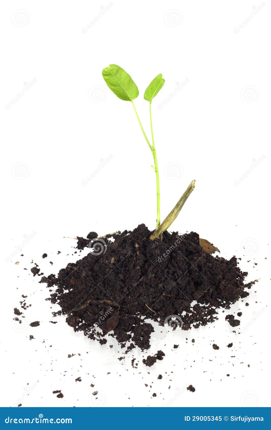 Young Tree and Soil Isolated Stock Image - Image of decorative, growing ...