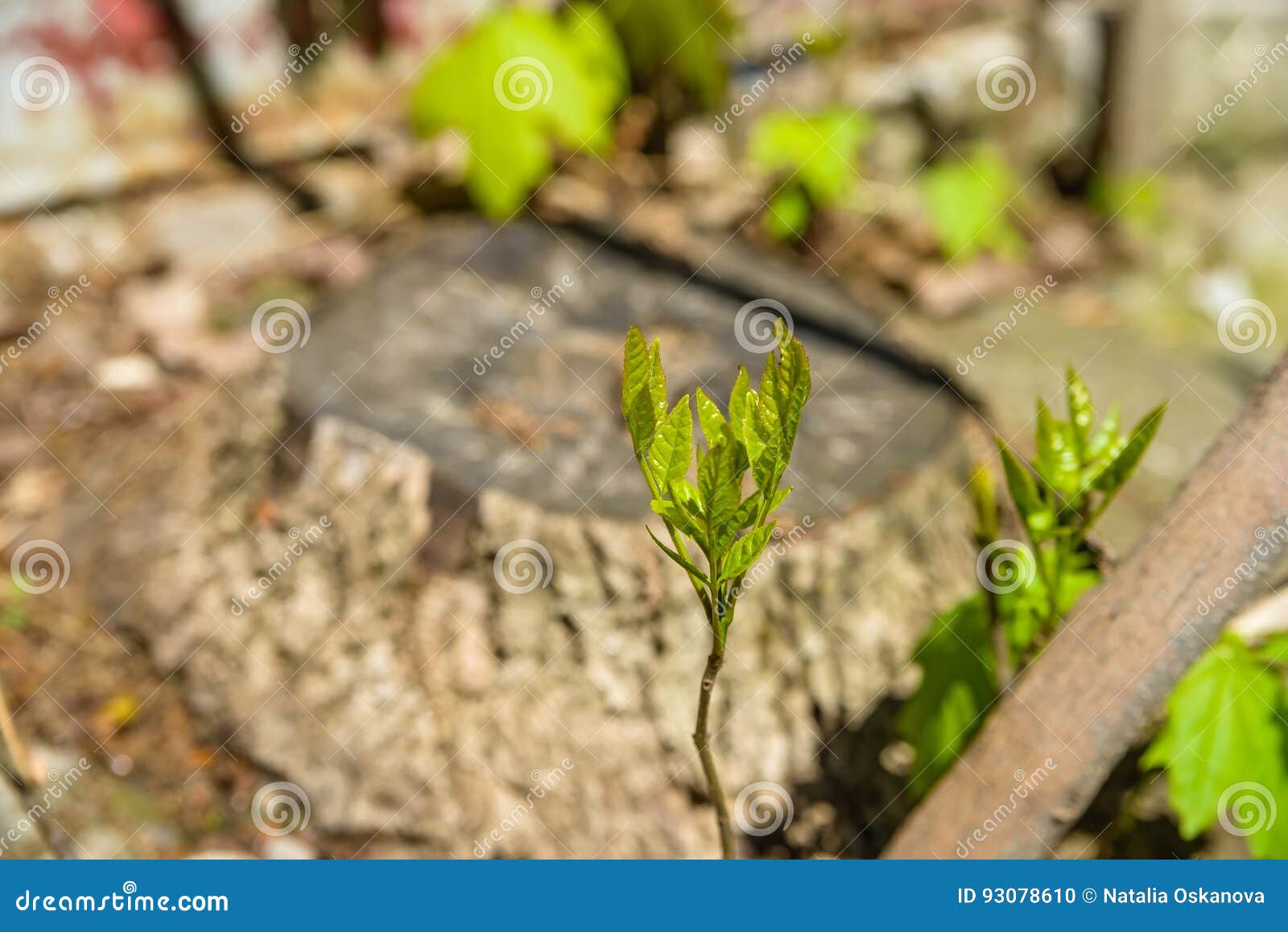 Young tree sprout stock photo. Image of light, agriculture - 93078610