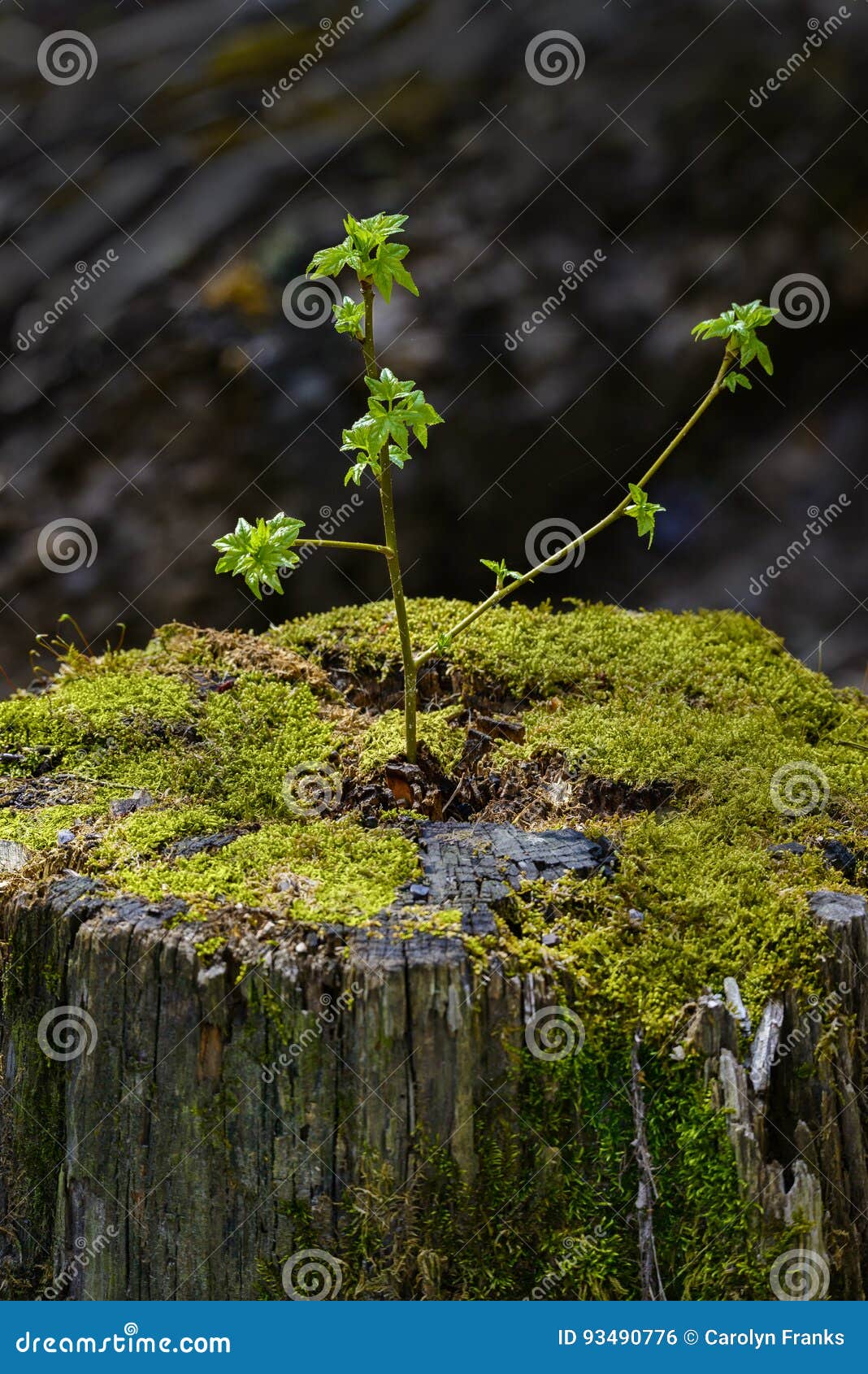 A Young Tree Sprouts from an Old, Dead Stump Stock Photo - Image of ...
