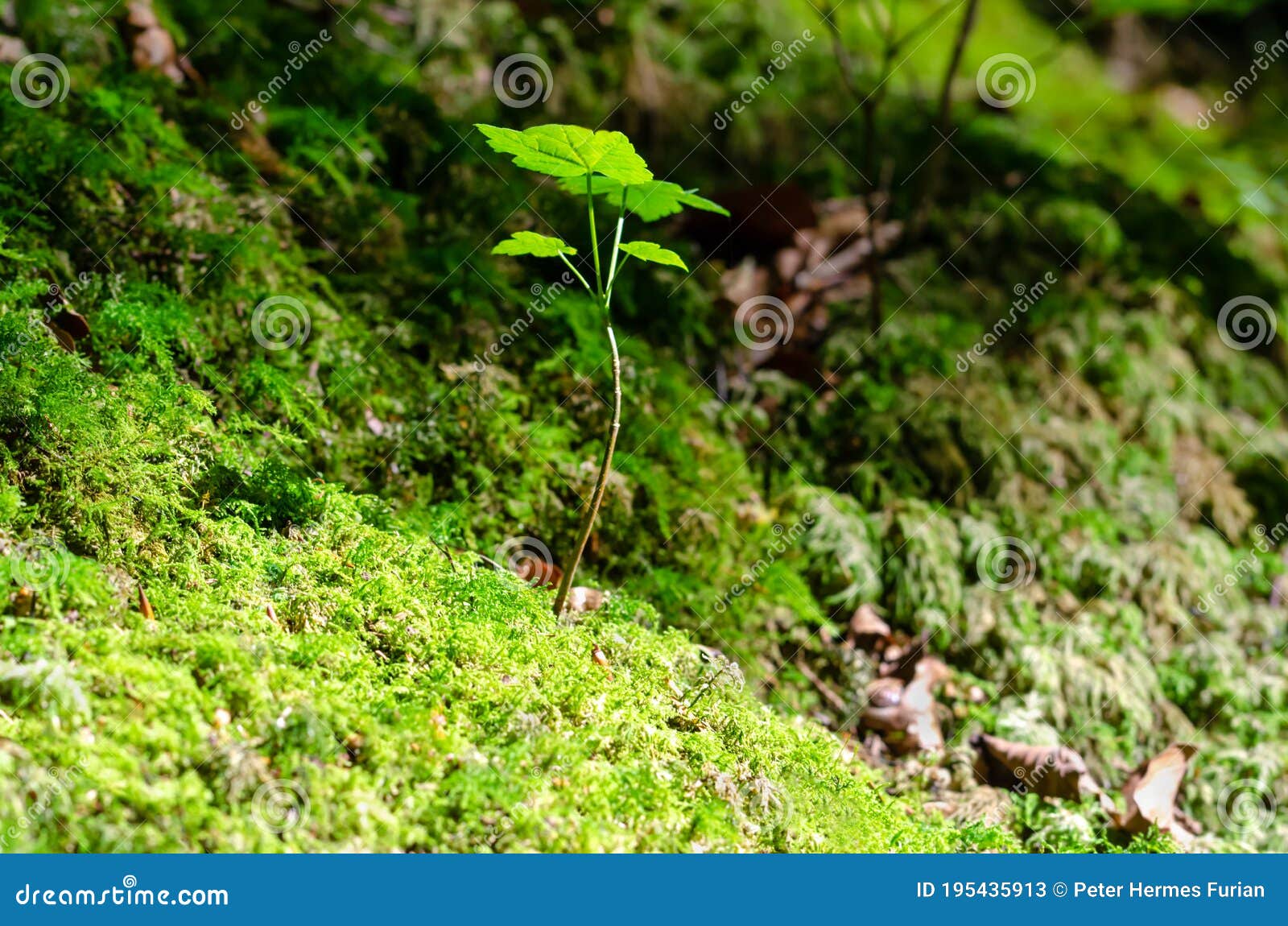Young Sycamore Tree Sapling in the Sunlight on a Mossy Forest Floor ...