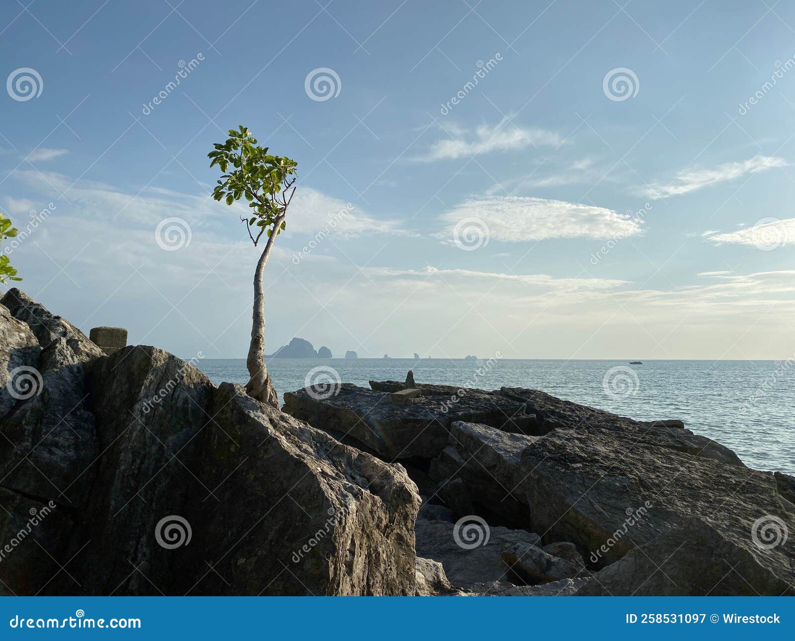 Young Tree Surrounded by Rock Cliffs with a Beach in the Distance Stock ...