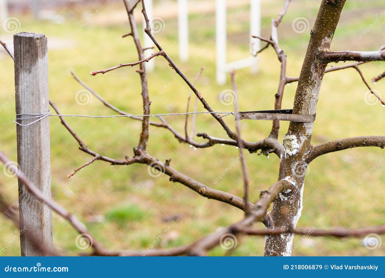 A Young Tree is Tied with a Leather Strip and Wire in a Wooden Peg ...