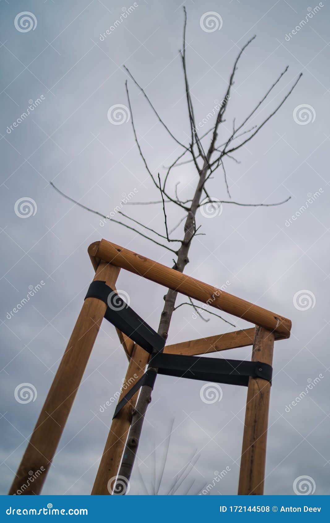 Young Tree Tied. Newly Planted Trees, with Three Stakes for Support. a ...