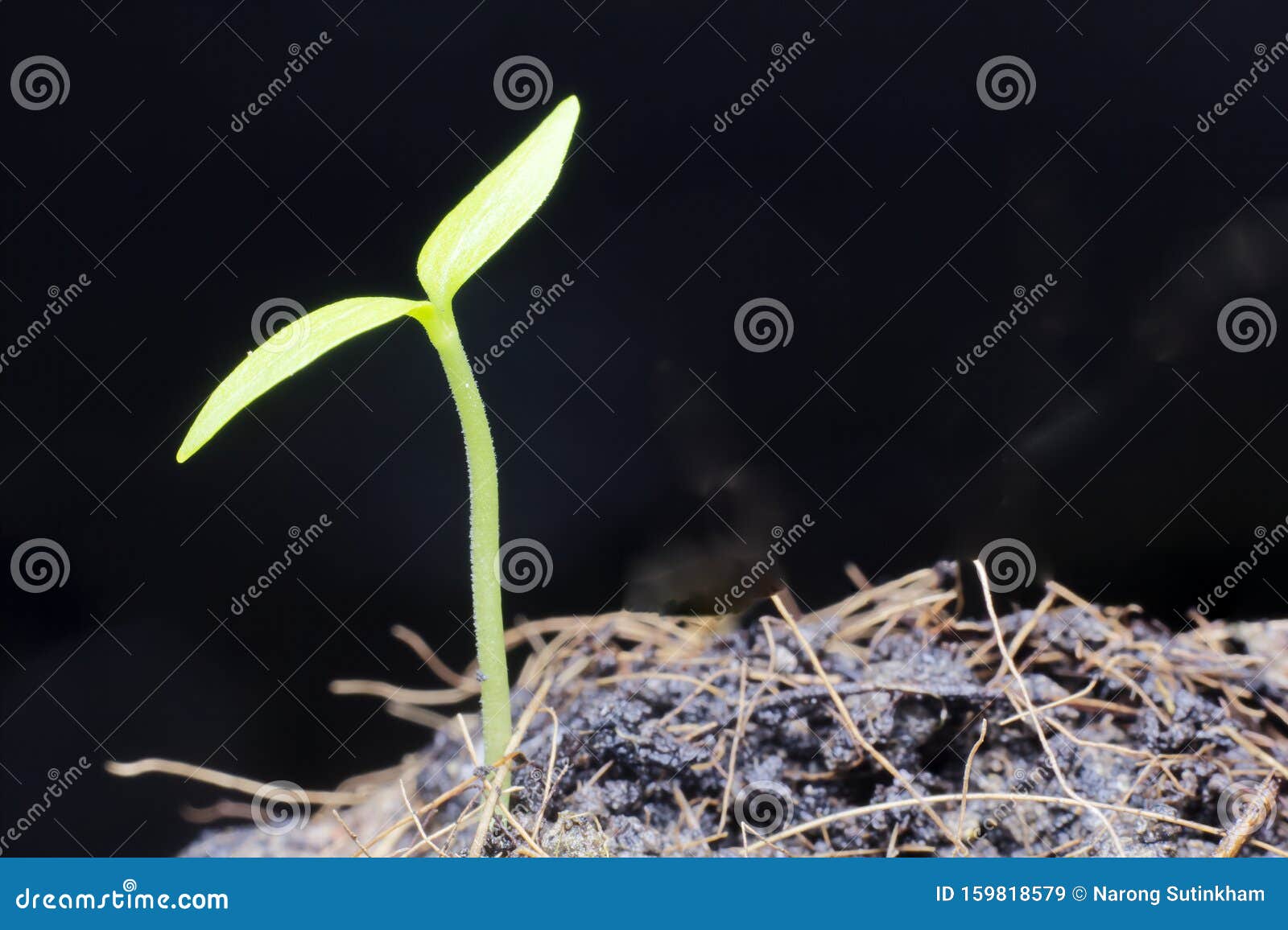 Young tree stock image. Image of small, nature, care - 159818579