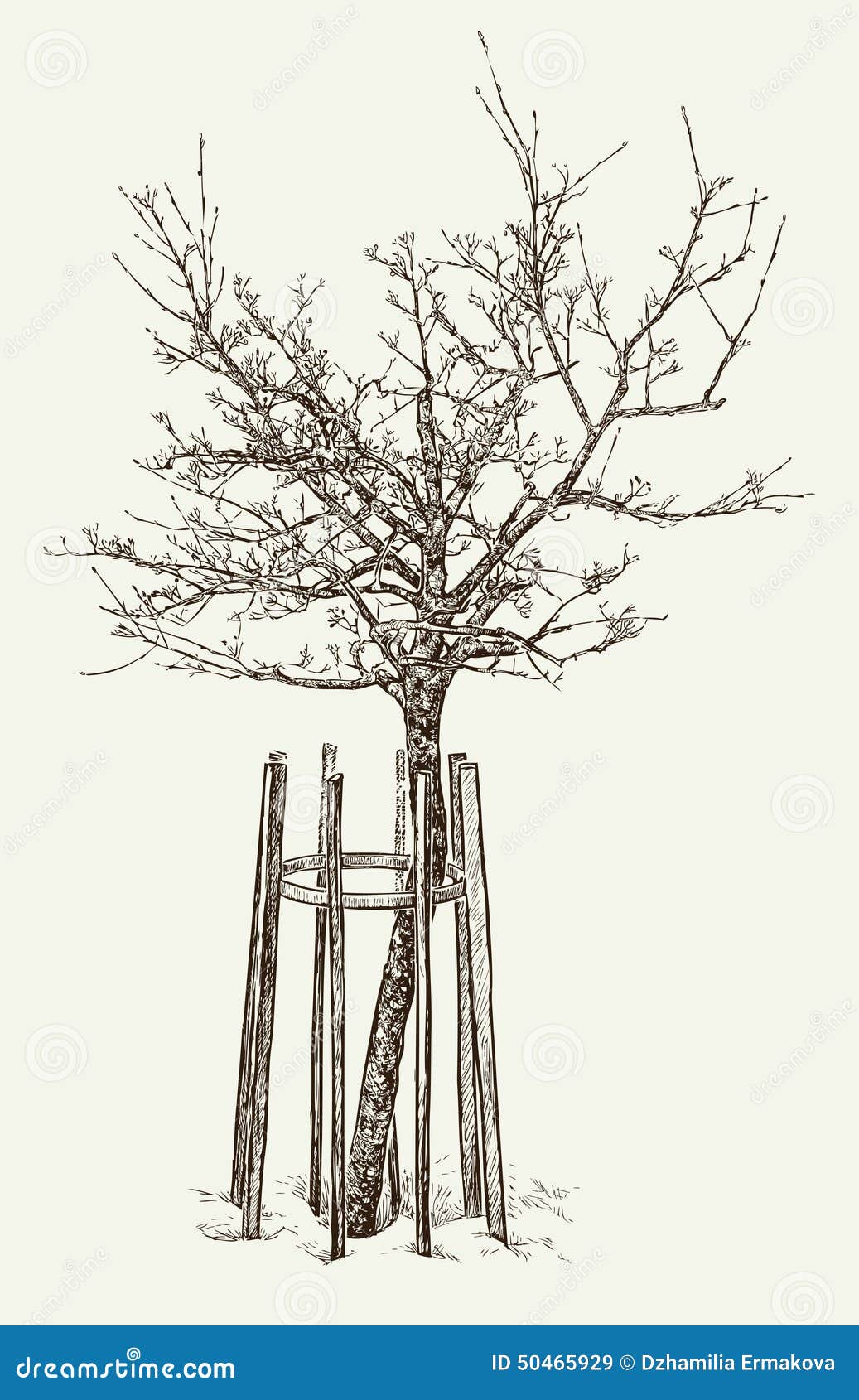 Young tree stock vector. Illustration of growth, sketch - 50465929