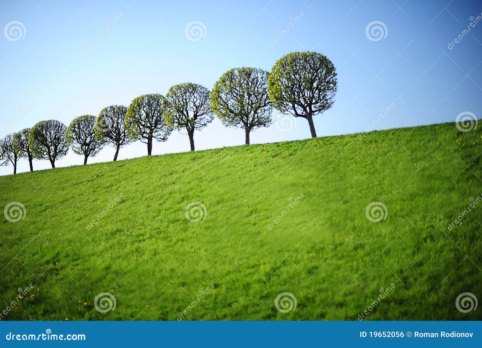 Young trees stock photo. Image of meadow, alive, flora - 19652056