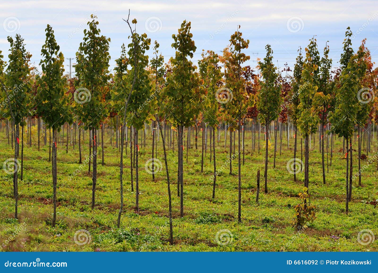 Young trees stock photo. Image of heat, countryside, tropic - 6616092