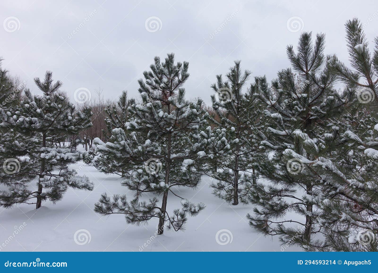 Young Trees of Pines Covered with Snow in January Stock Photo - Image ...