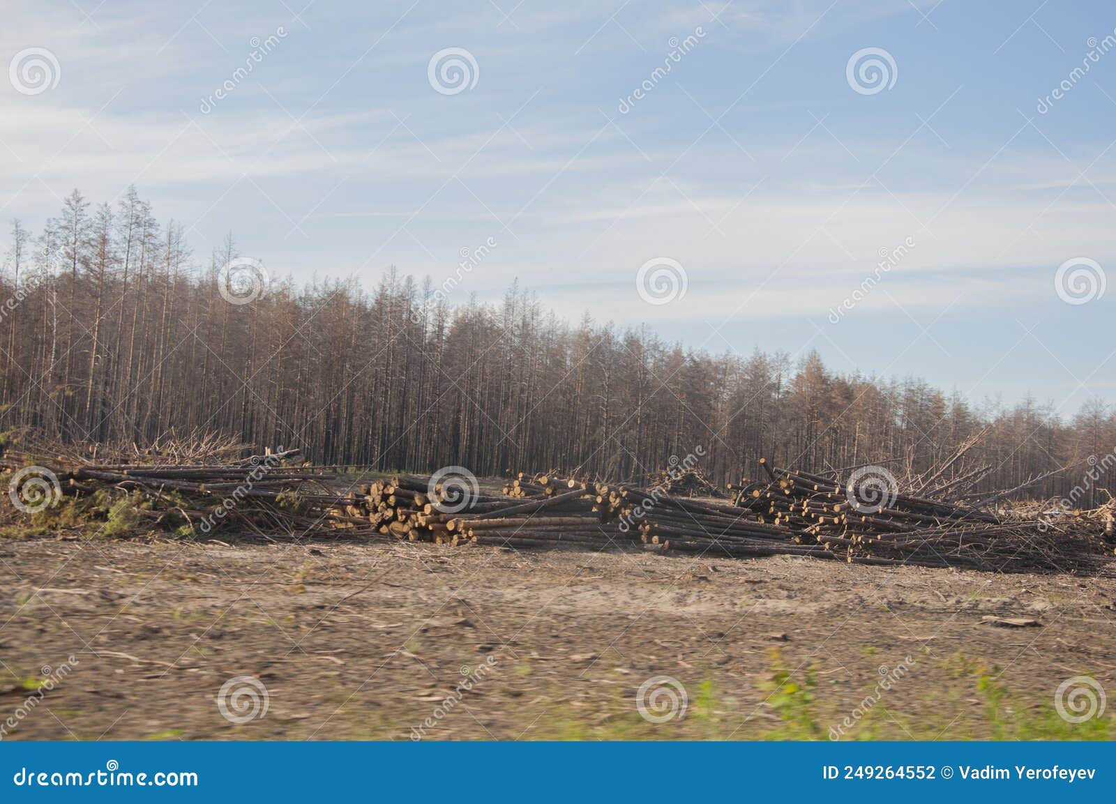 Young Trees Burned Down in a Forest Fire Stock Photo - Image of nature ...