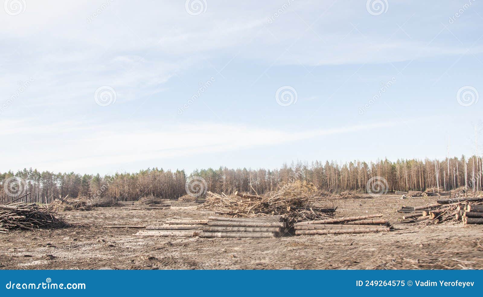 Young Trees Burned Down in a Forest Fire Stock Image - Image of nature ...