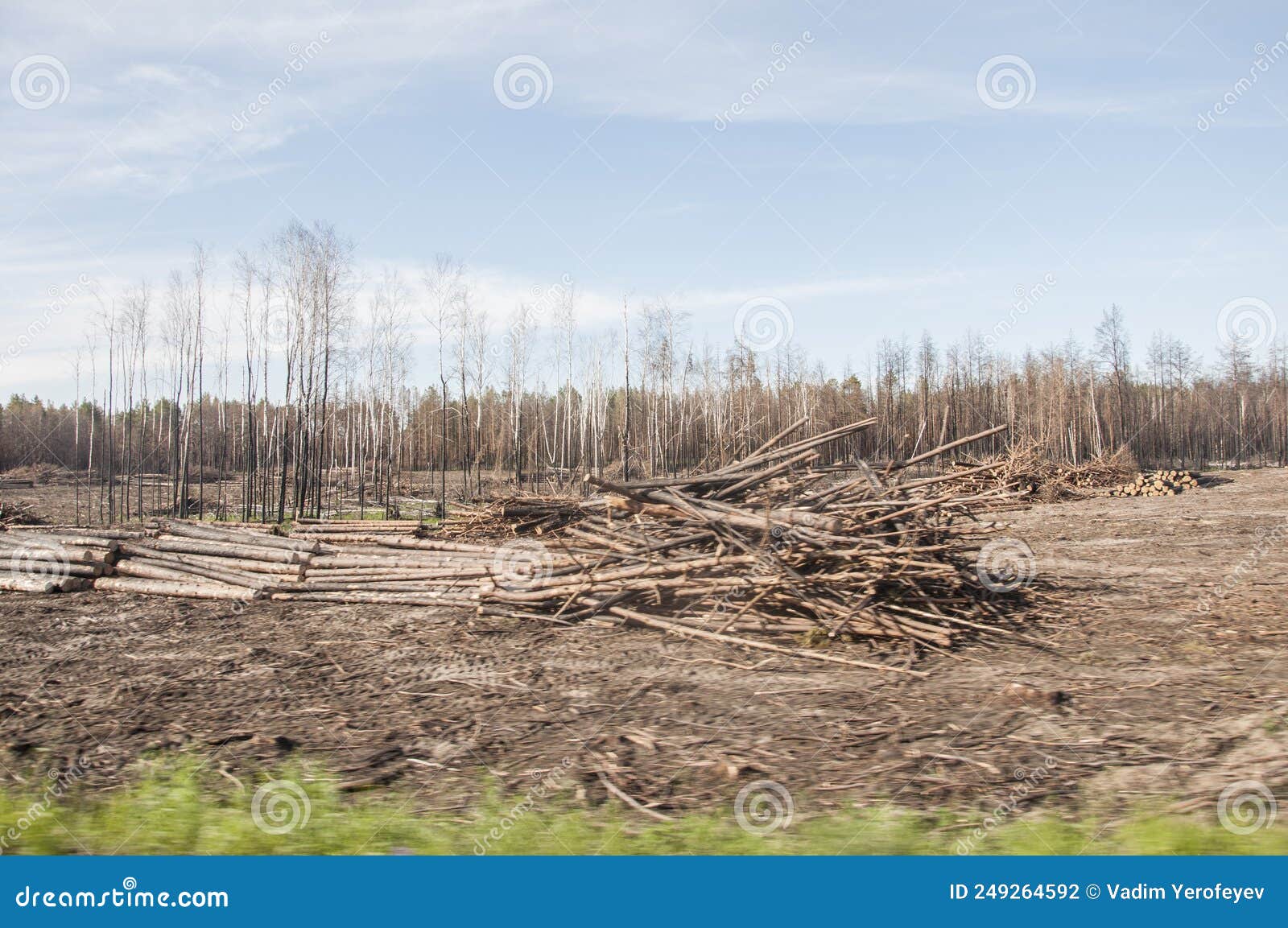 Young Trees Burned Down in a Forest Fire Stock Photo - Image of charred ...