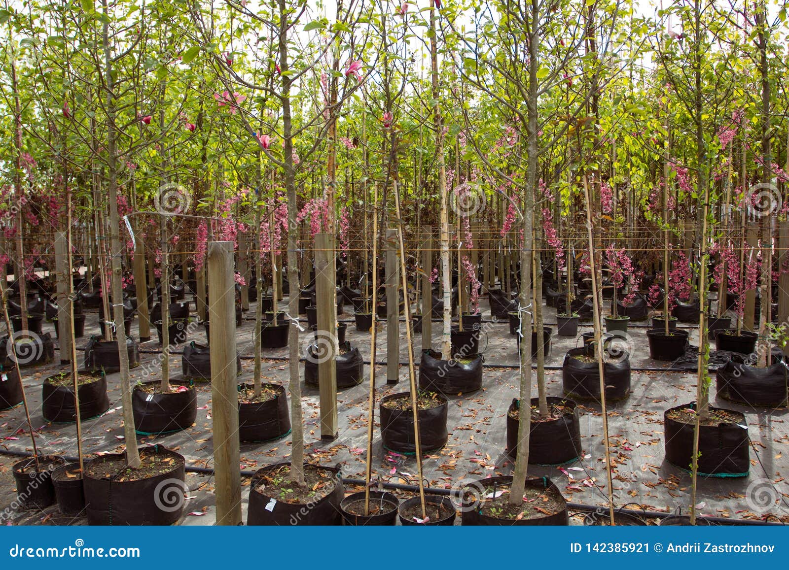 Young Trees in the Garden Shop Stock Image - Image of greenhouse ...