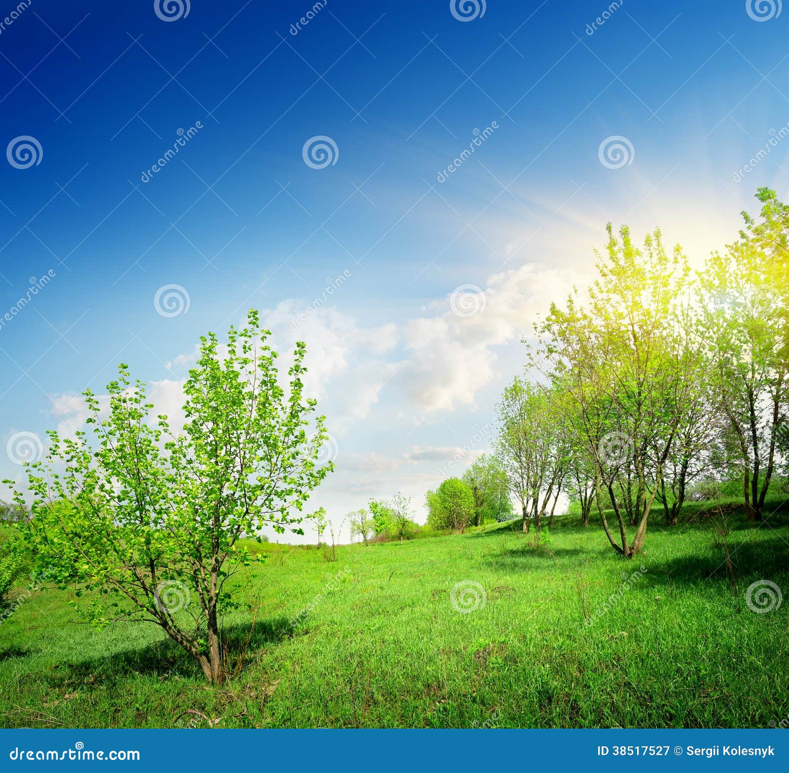 Young trees and green lawn stock image. Image of outdoors - 38517527