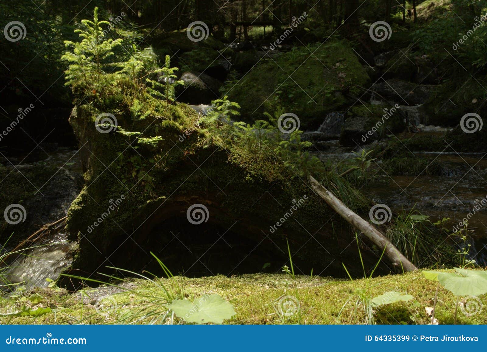 Young Trees Growing at the Root of an Uprooted Tree. Stock Image ...