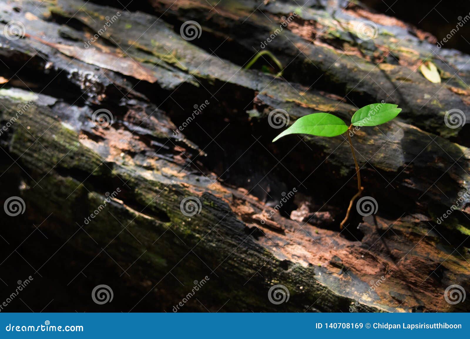 The Young Trees are Growing in the Ruins of the Decaying Trees Stock ...