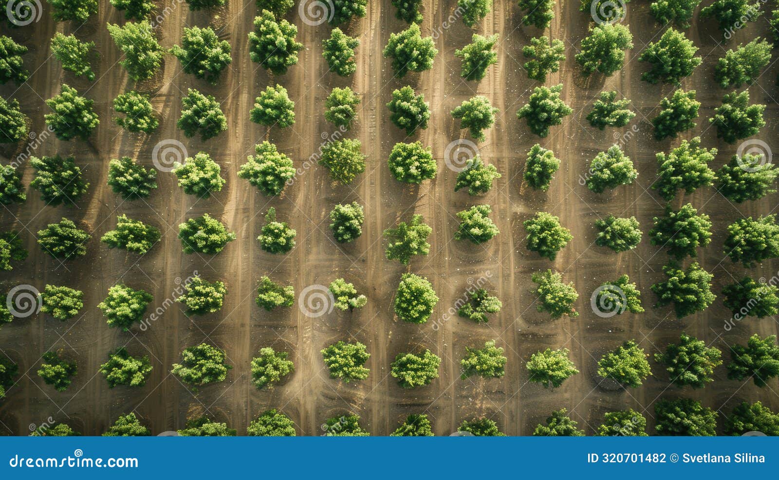 Young Trees in Neat Rows Seen from a Drone, Part of a Reforestation ...